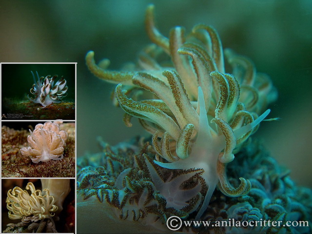 Scuba Dive in Anilao - Underwater Macro Photography, Anilao Muck dive.
