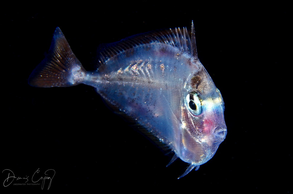 Divers and Critters - Anilao Diving Underwater Photography,Anilao Batangas.