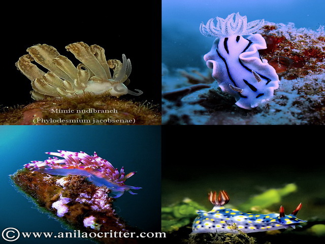 Scuba Dive in Anilao - Underwater Macro Photography, Anilao Muck dive.