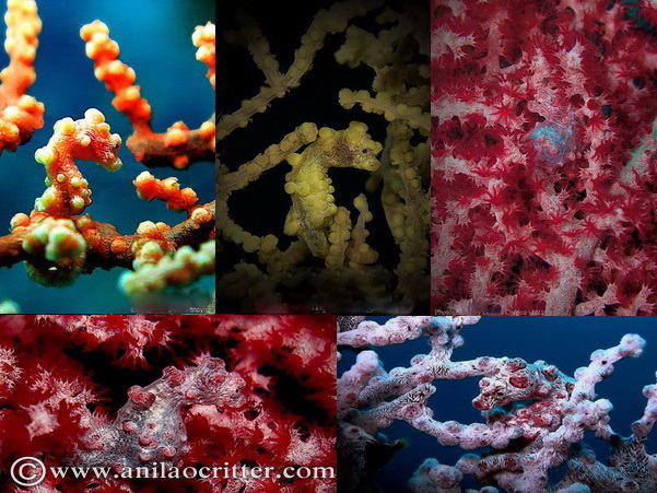 Scuba Dive in Anilao - Underwater Macro Photography, Anilao Muck dive.