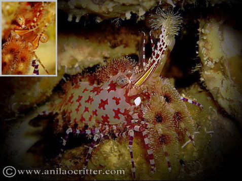 Scuba Dive in Anilao - Underwater Macro Photography, Anilao Muck dive.