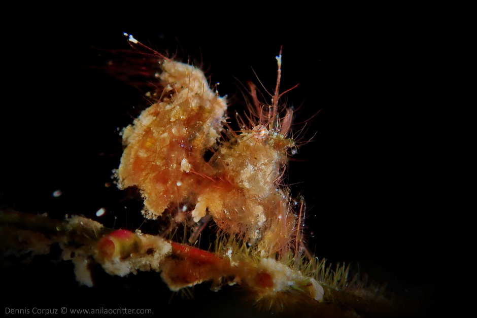 Divers and Critters - Anilao Diving Underwater Photography,Anilao Batangas.