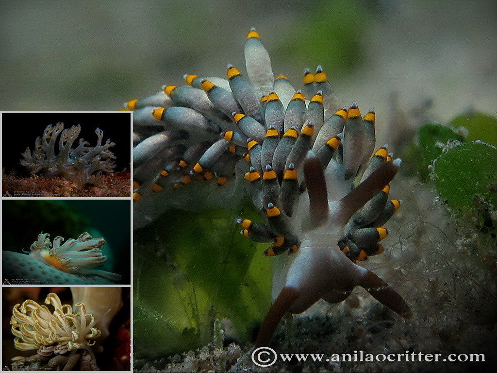 Scuba Dive in Anilao - Underwater Macro Photography, Anilao Muck dive.